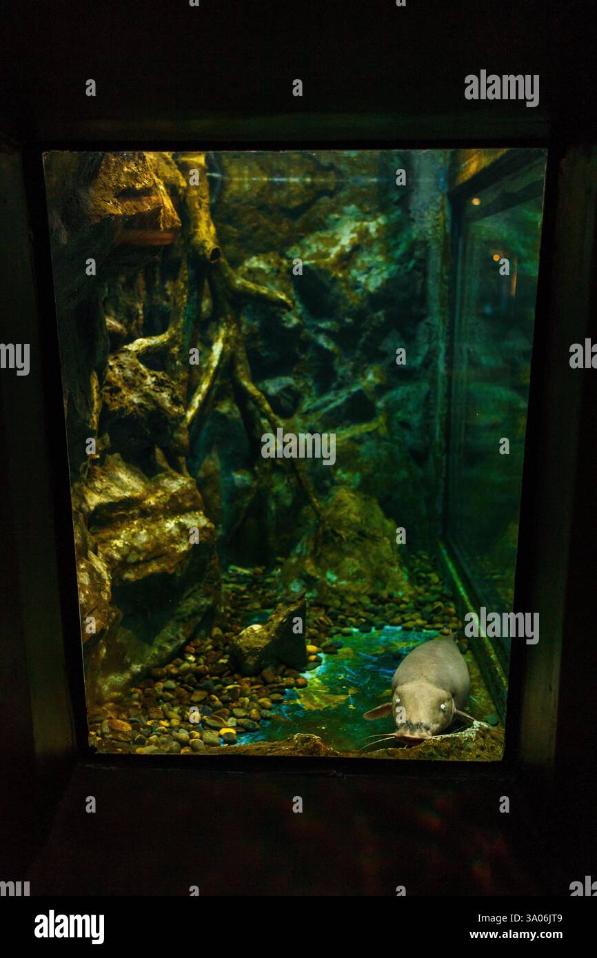 Strange shark hi-res stock photography and images - Alamy