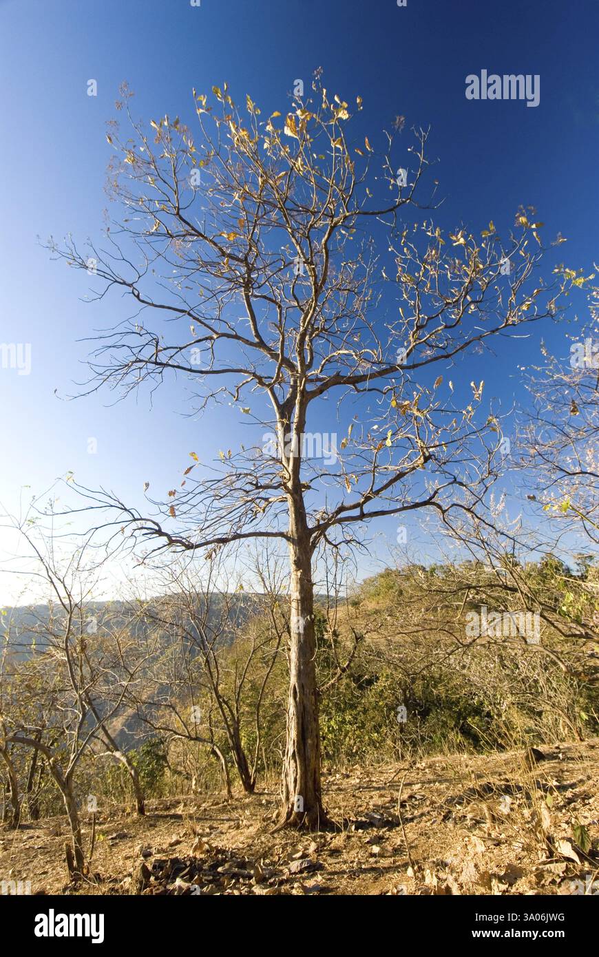 Early morning light on teak tree at satpura mountains from Bhimkund ...