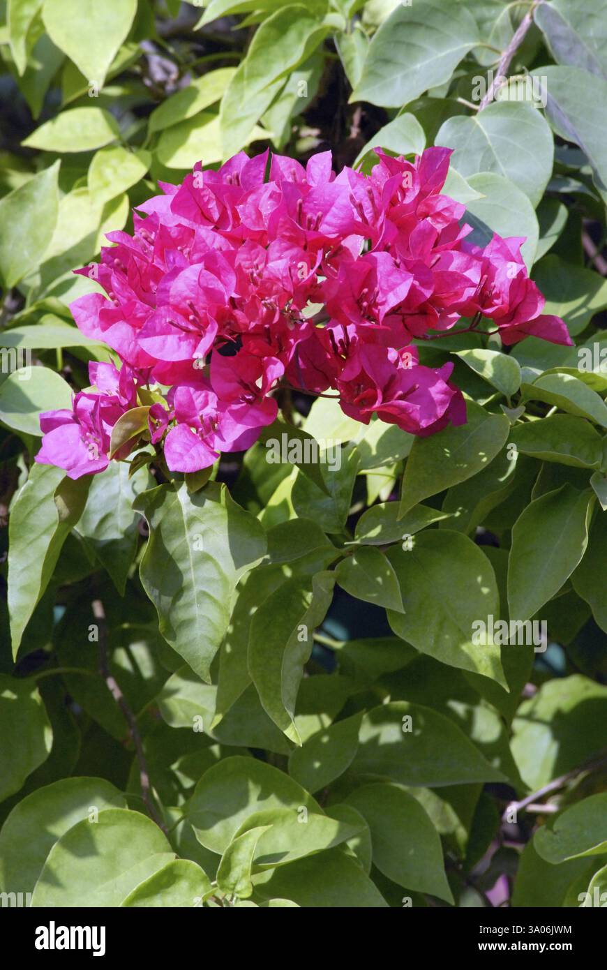 Pink flowers of boganvel bougainvillea at Saras Baug, Pune, Maharashtra ...