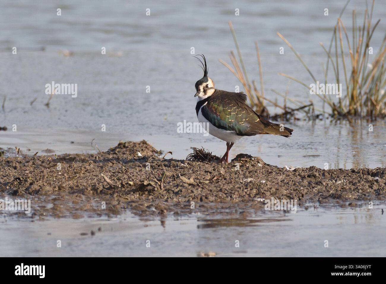 Northern Lapwing at rest on a muddy island in a shallow lake during ...