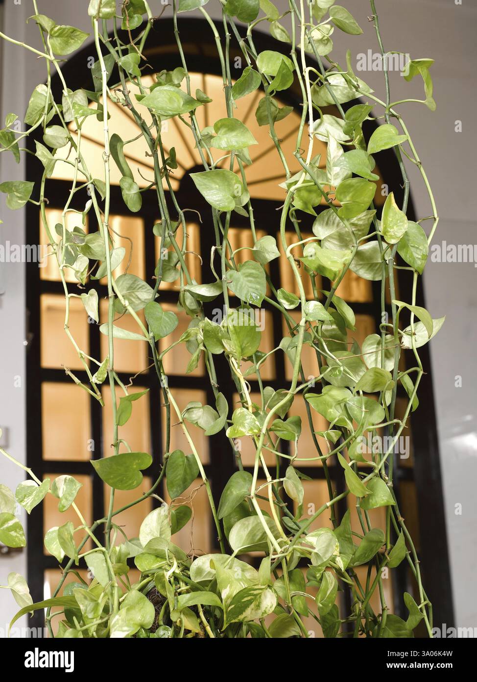 Money plant in front of window Stock Photo - Alamy