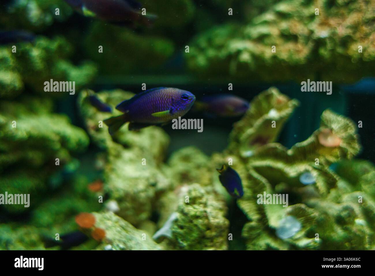 a blue fishes in an aquarium Stock Photo - Alamy