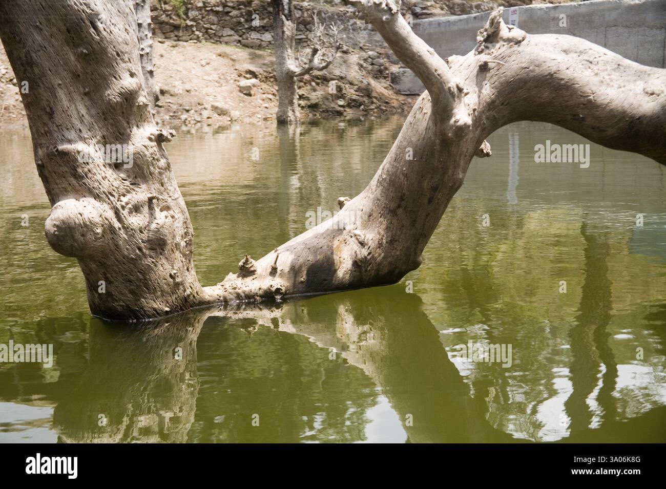 Artificial lake water with old tree trunk, Lansdowne Pauri, Uttaranchal ...