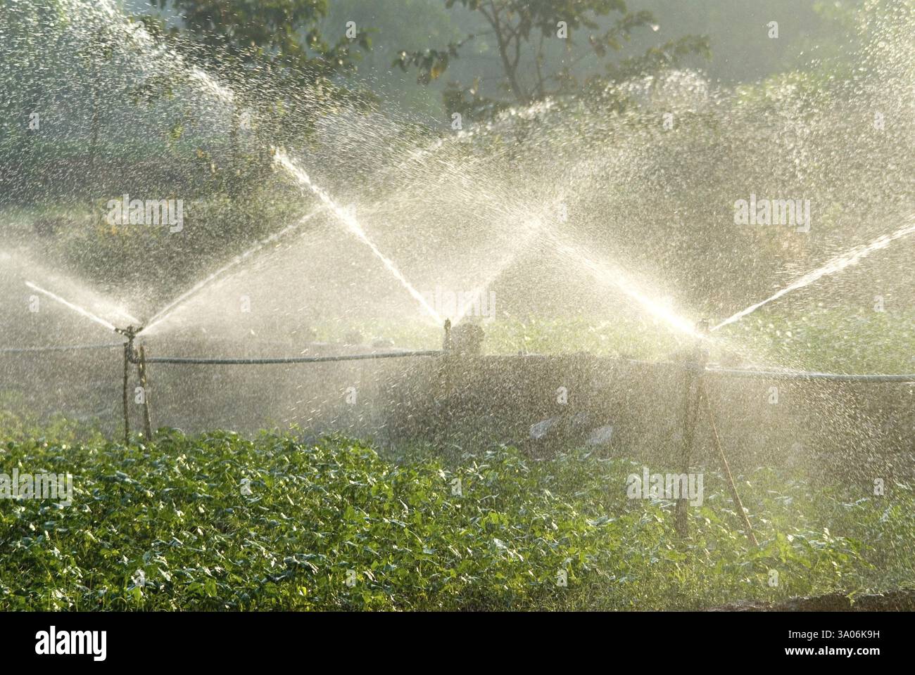 Sprinklers gentle spray of water for plants of cow pea or chavli at ...