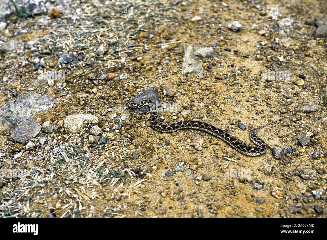 Snake, saw scaled viper echis cariniatus Stock Photo - Alamy