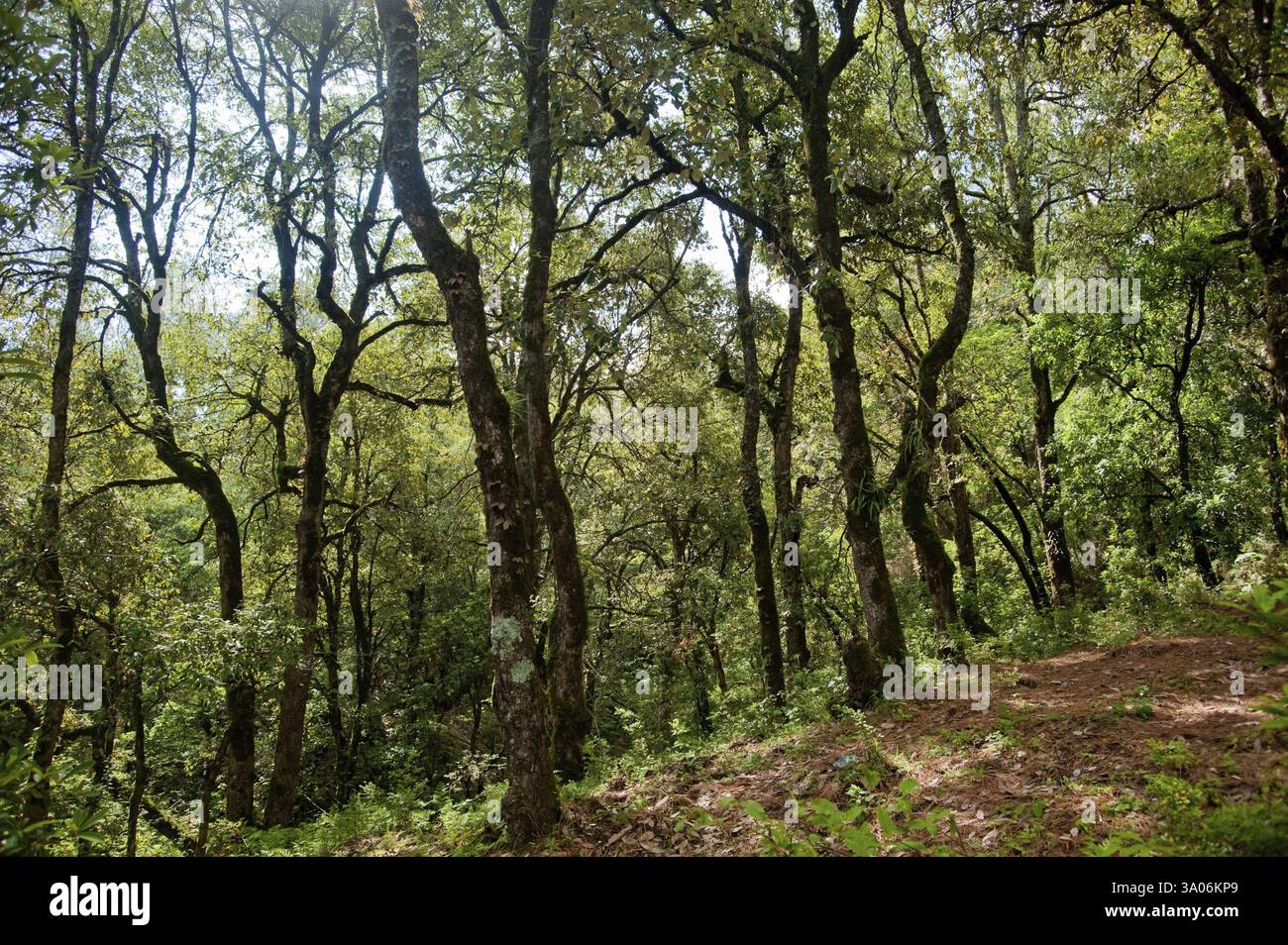 Thicket forest near sitlakhet uttarakhand India Asia Stock Photo - Alamy