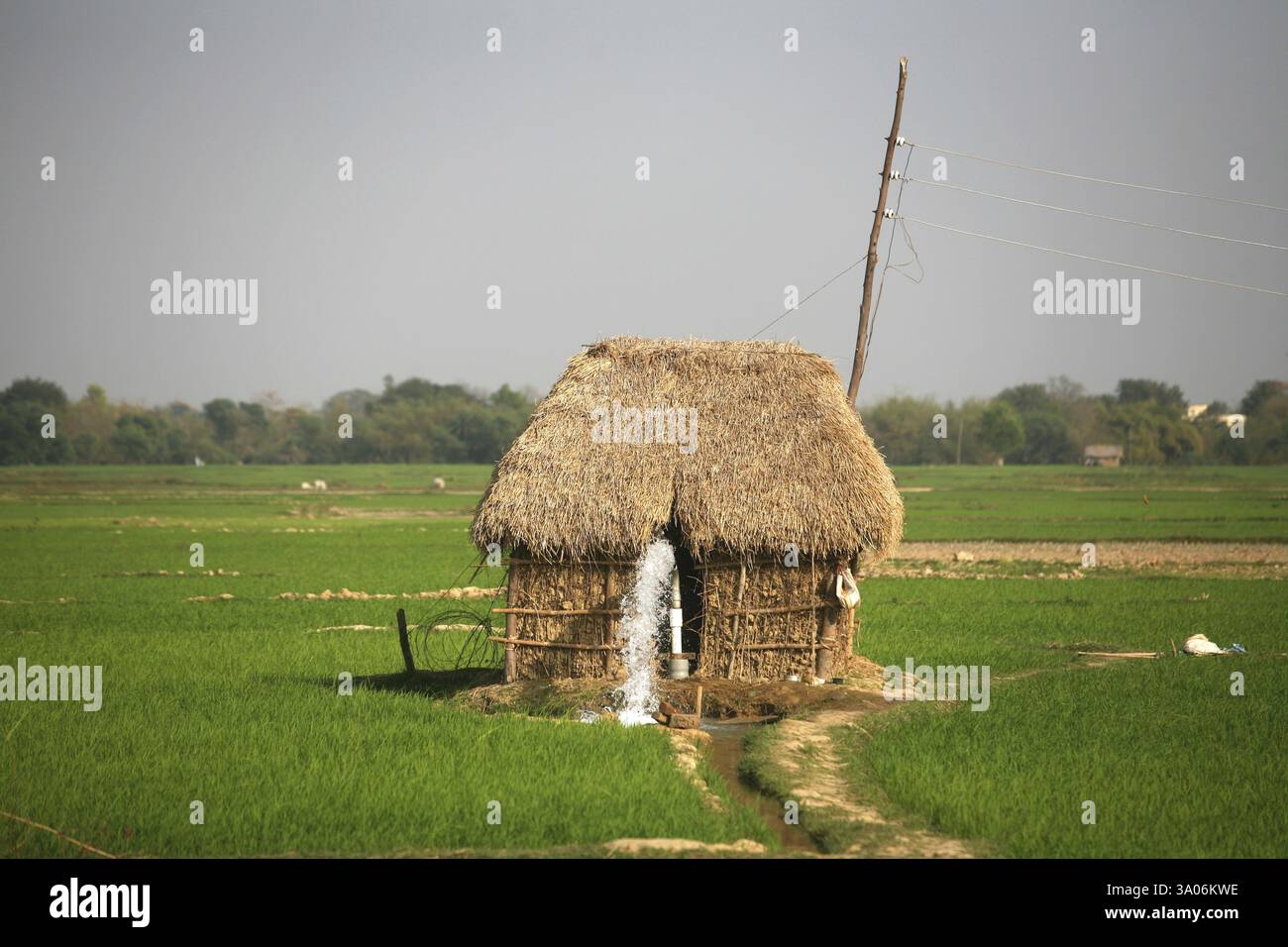 Hay hut covering pump station water coming out of pump and rice ...