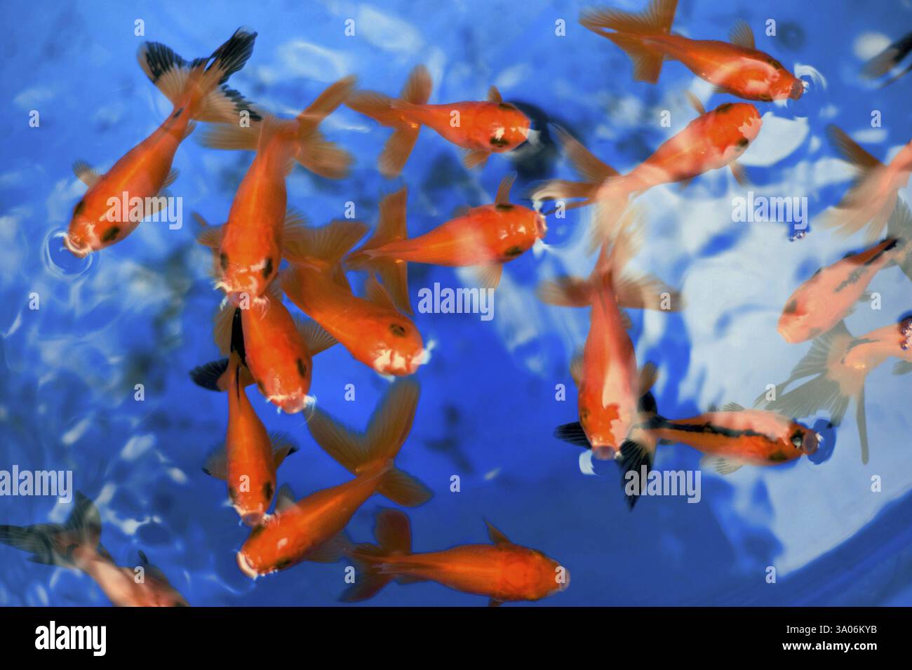 Aquarium fish, cyprinidae carassius auratus red cap, Oranda, West ...