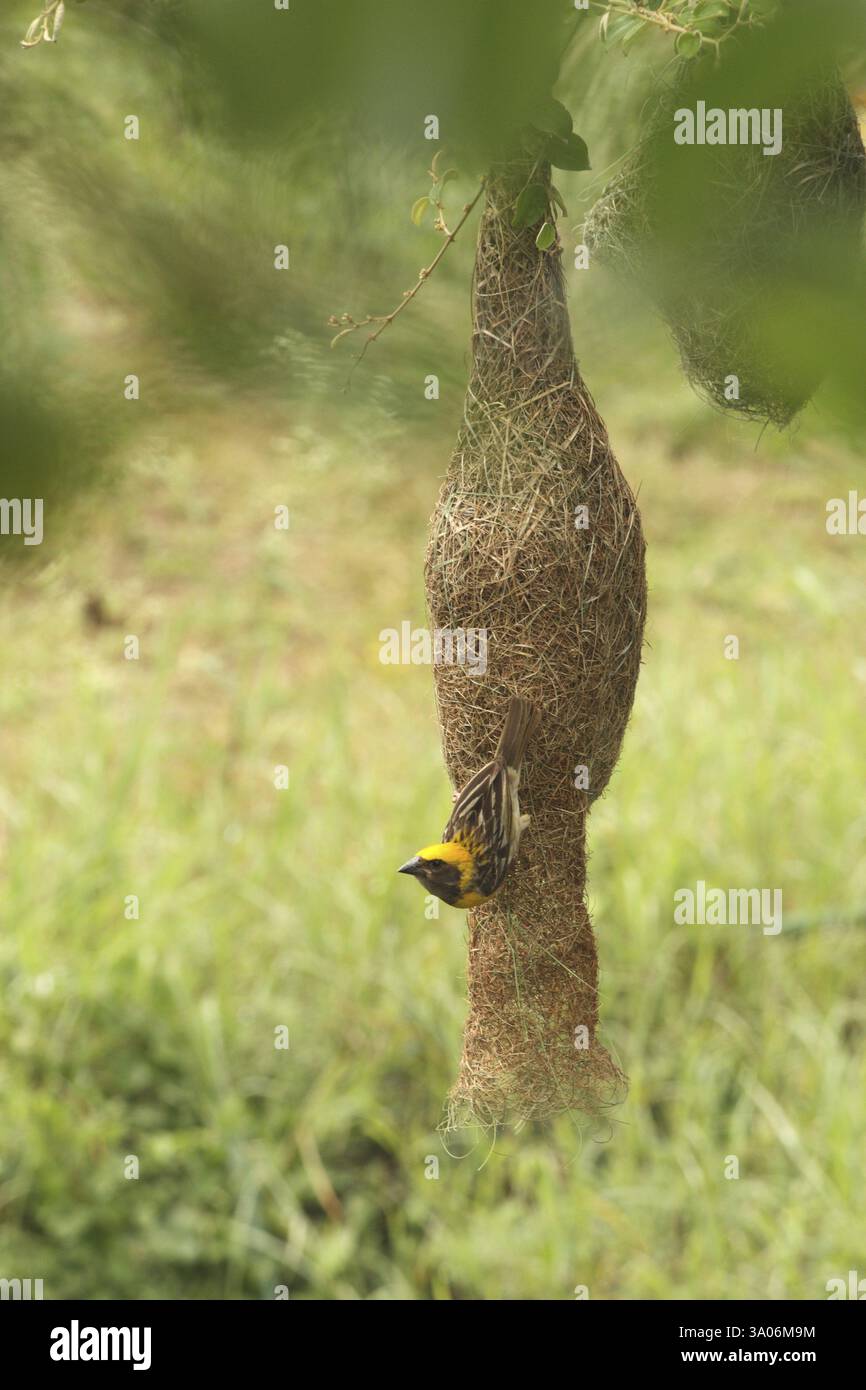 Birds, baya weaver with nest in Chinchani, Sangli, Maharashtra, India 2009 Stock Photo - Alamy