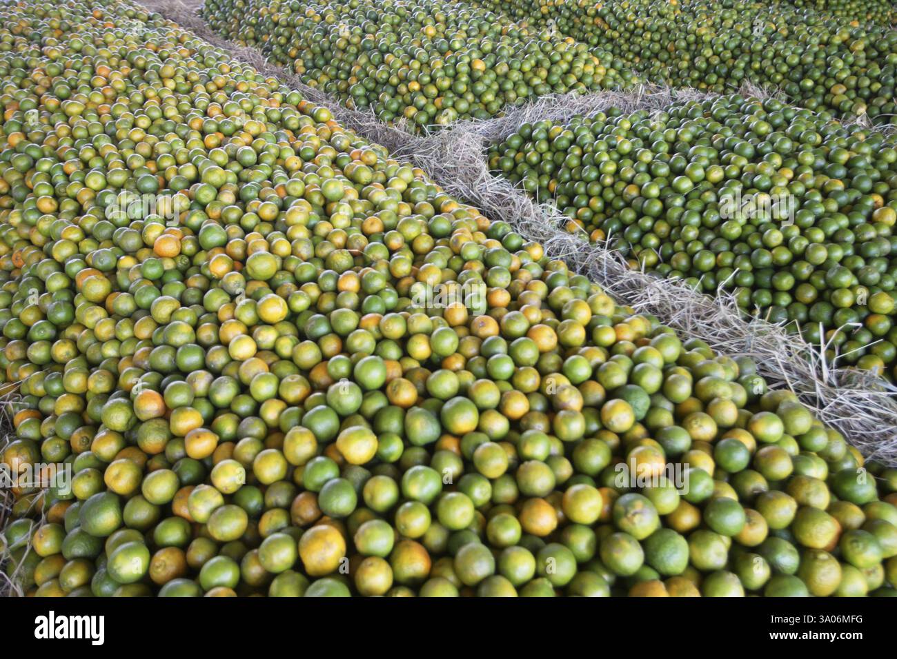 Fruits, oranges, Nagpur, Maharashtra, India, Asia Stock Photo - Alamy