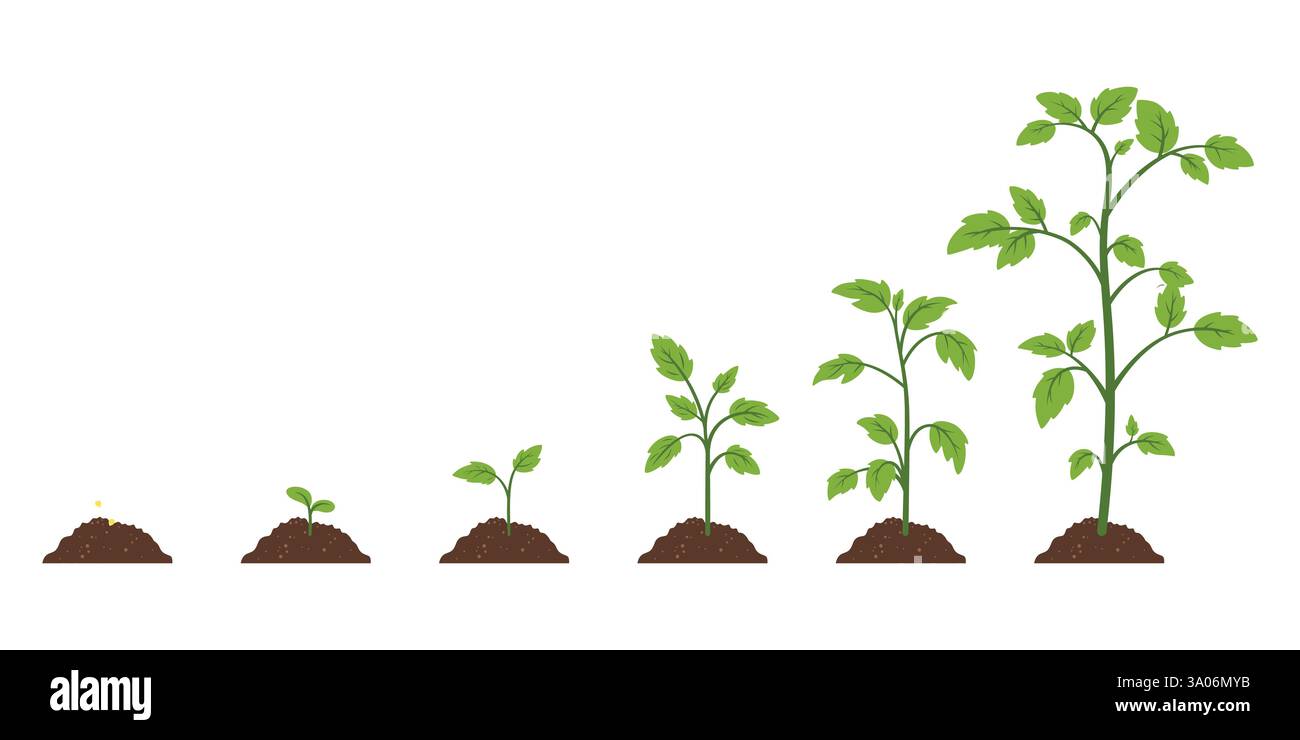 Flat Color Cartoon Vector Plant Growth Stages From Seed To Sprout, Leaf ...