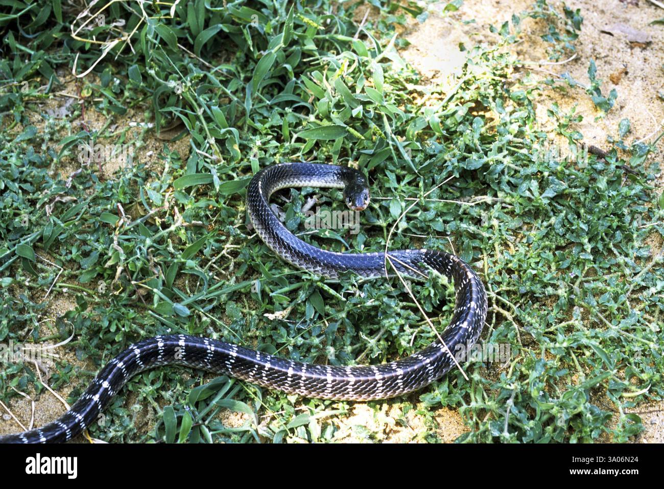 Snake, common krait bungarus caeruleus Stock Photo - Alamy
