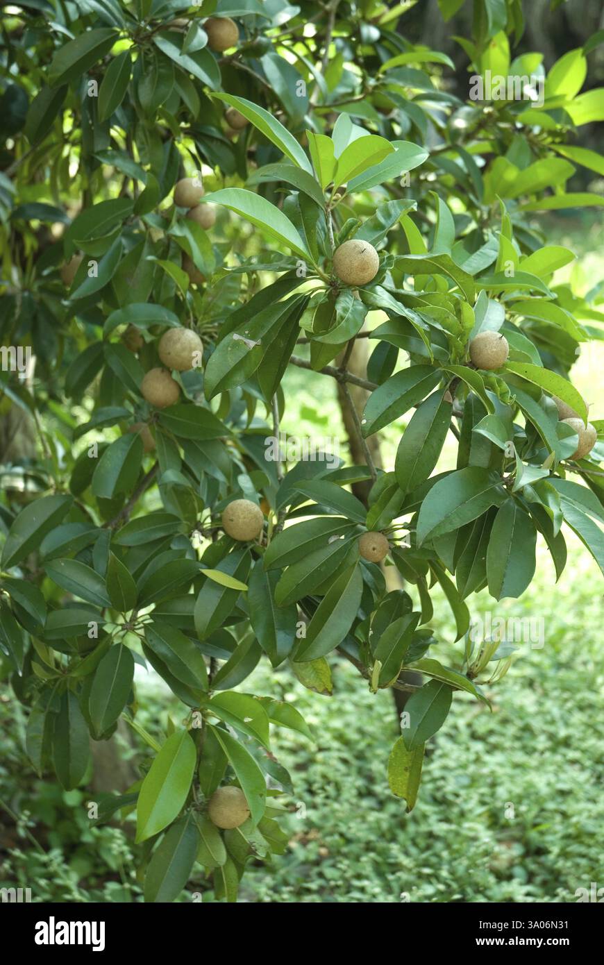 Fruit, chikoo hanging on tree, Bordi, Palghar, Maharashtra, India, Asia ...