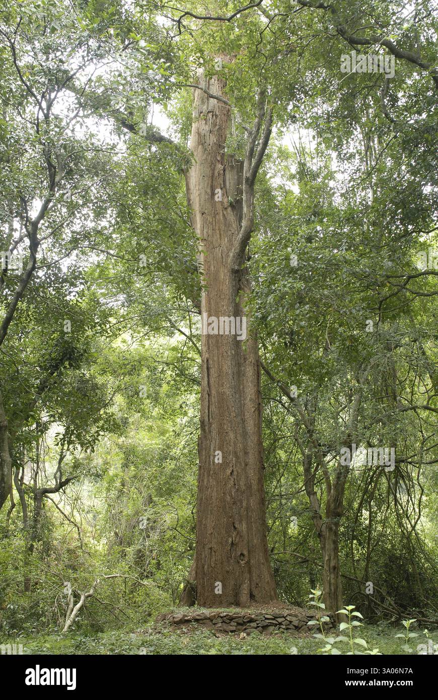 7 meter girth largest rose wood tree in Yanaipallam near Pillor Dam of ...
