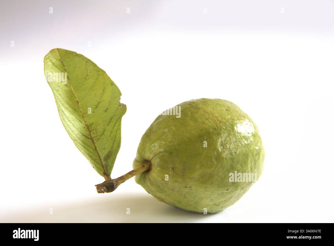 Fruits, amrood guava psidium guyava with green leaf on white background ...