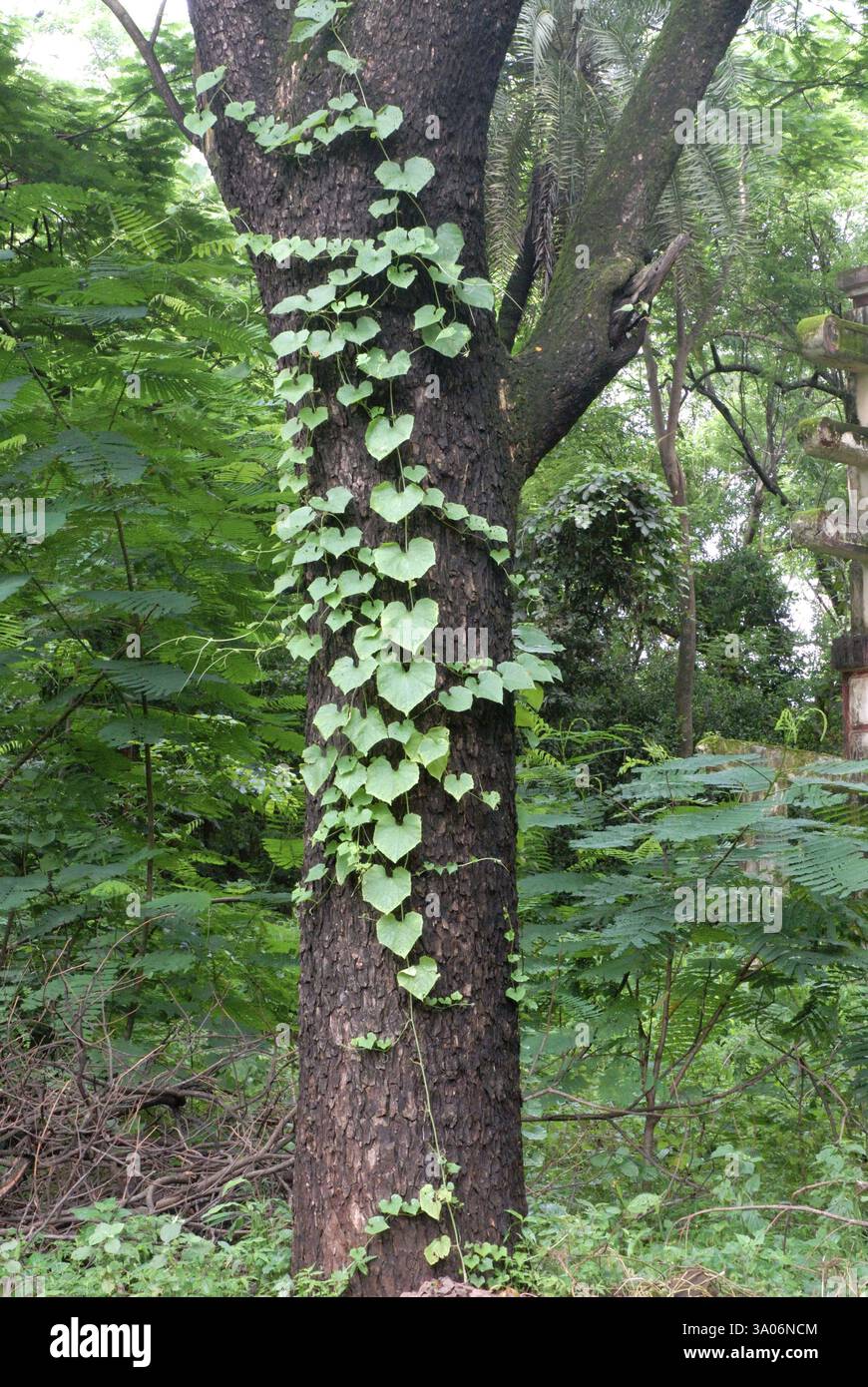 Tree covered by Creeper at Sanjay Gandhi National Park, Borivali ...
