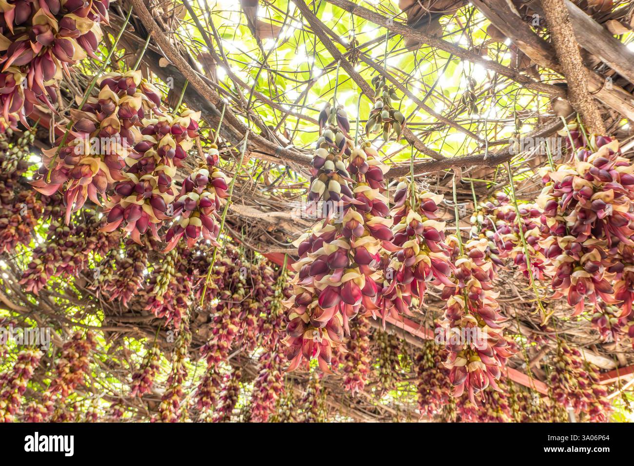 blooming mucuna birdwoodiana tutch in Spring at horizontal composition ...