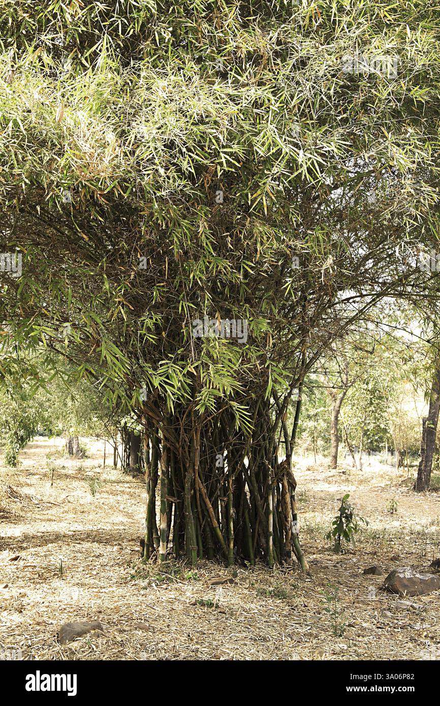 Bamboo tree fam poaceae in Sanjay Gandhi National Park, Borivali ...
