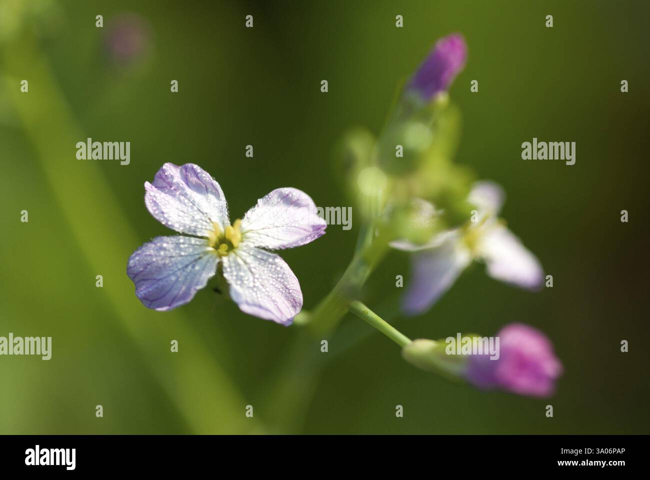 Mula flower hi-res stock photography and images - Alamy