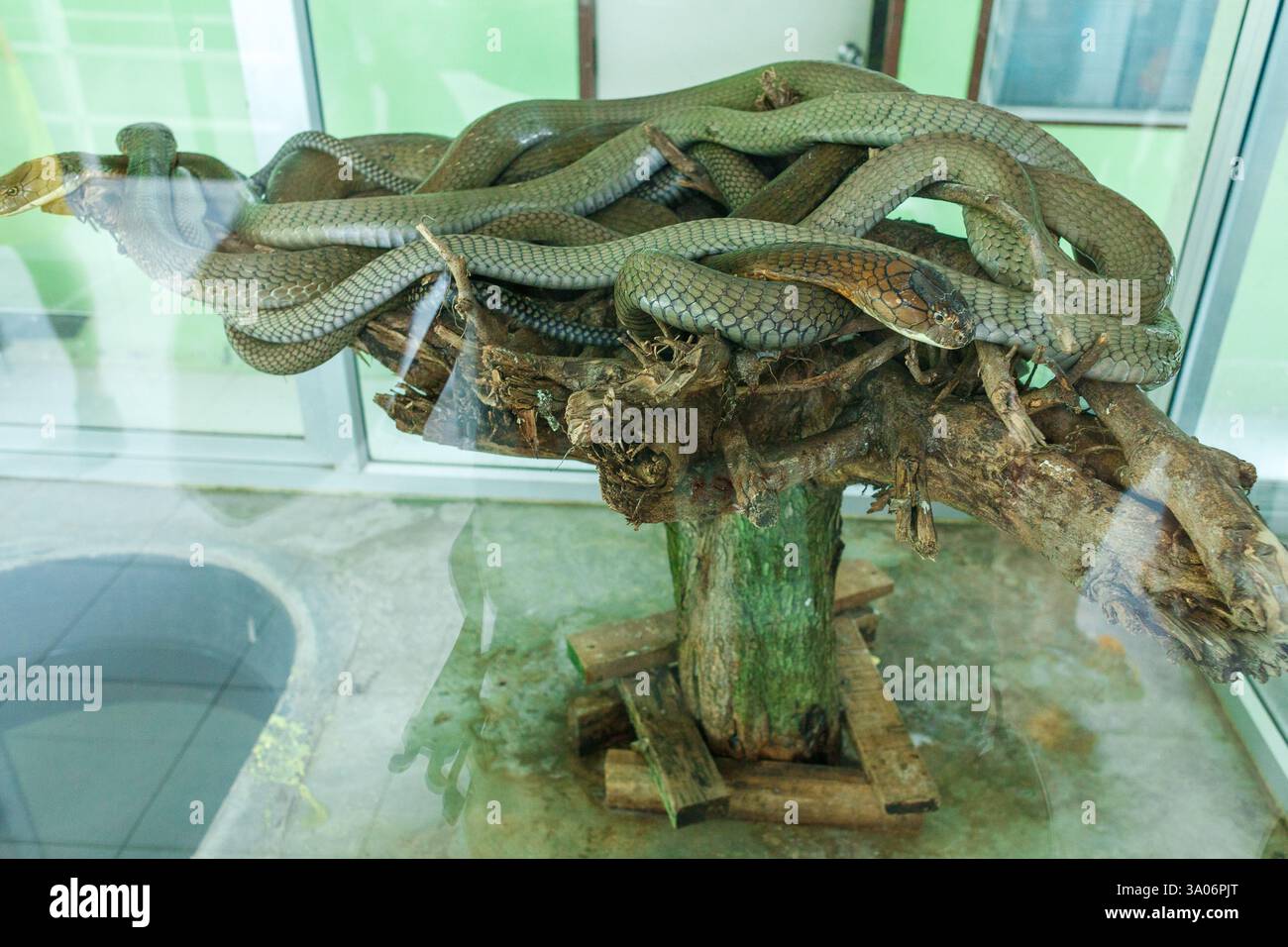 snakes in a terrarium Stock Photo - Alamy
