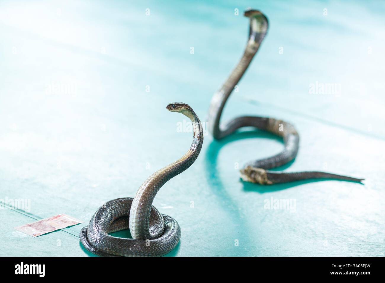 Snakes and a boat hi-res stock photography and images - Alamy