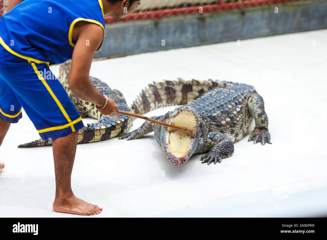a crocodile with a handler during a performance at the crocodile farm ...