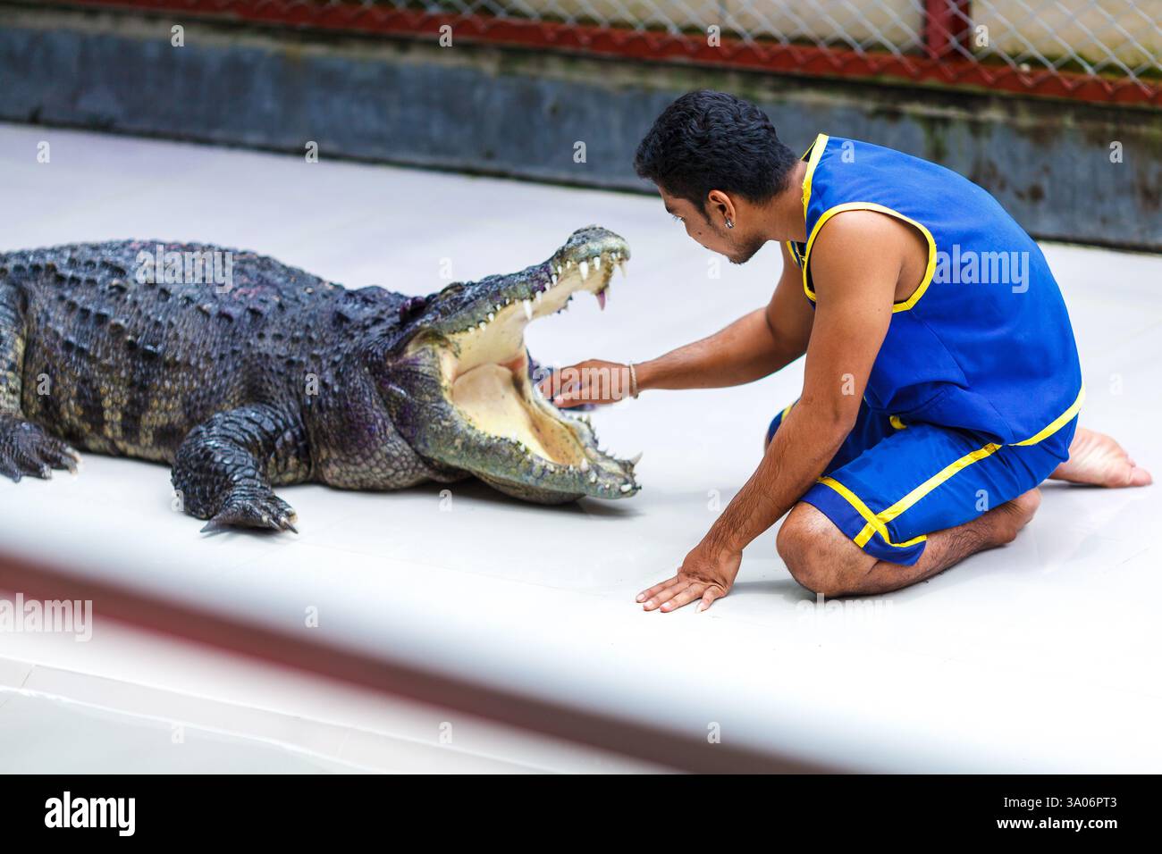 a crocodile with a handler during a performance at the crocodile farm ...