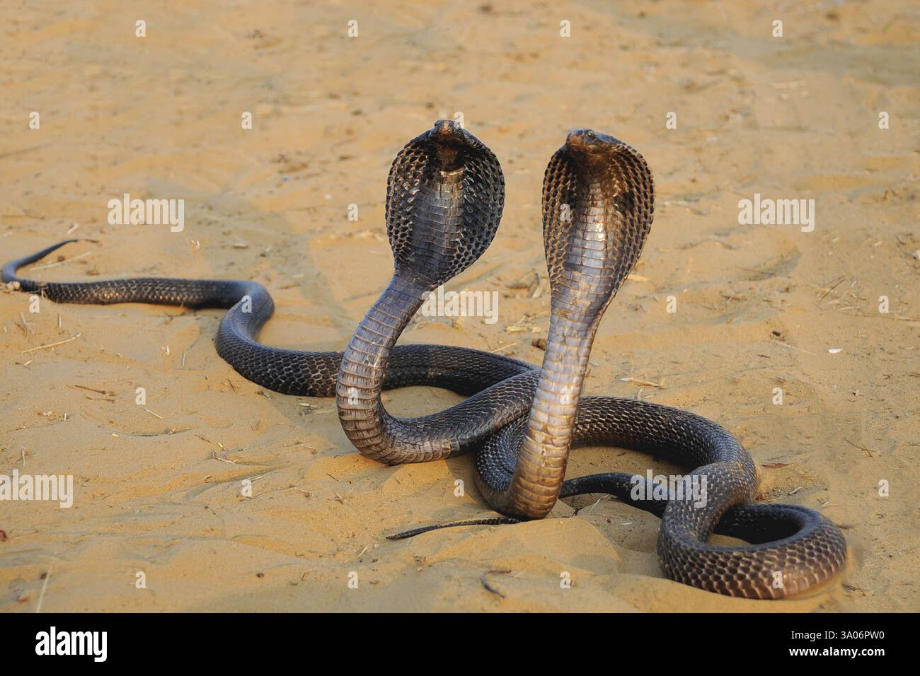 Reptiles, pair of cobra snakes in aggressive position, Pushkar fair, Rajasthan, India, Asia ...