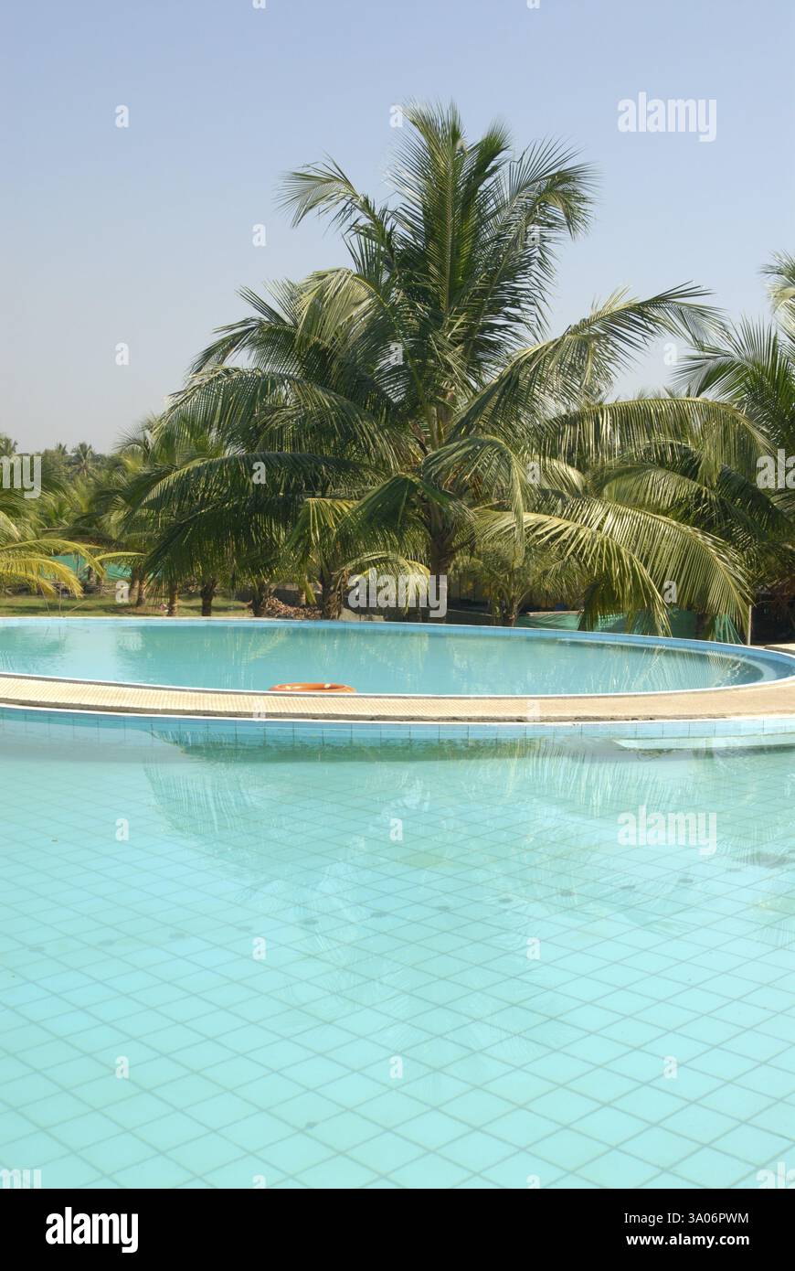 Blue water of swimming pool surrounded by lush green coconut palms ...