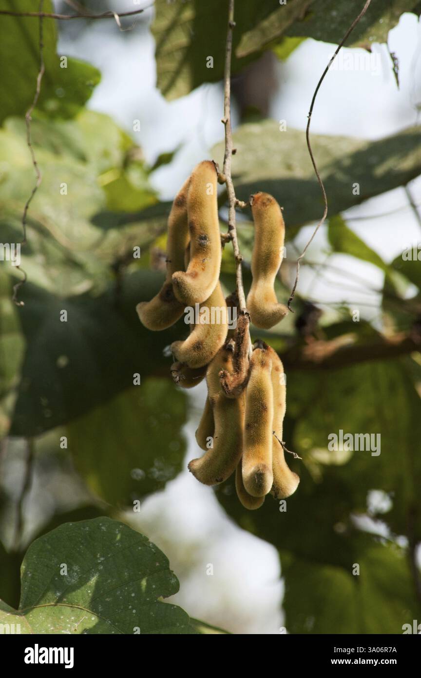 Medicinal shrub mucuna pruriens Stock Photo - Alamy