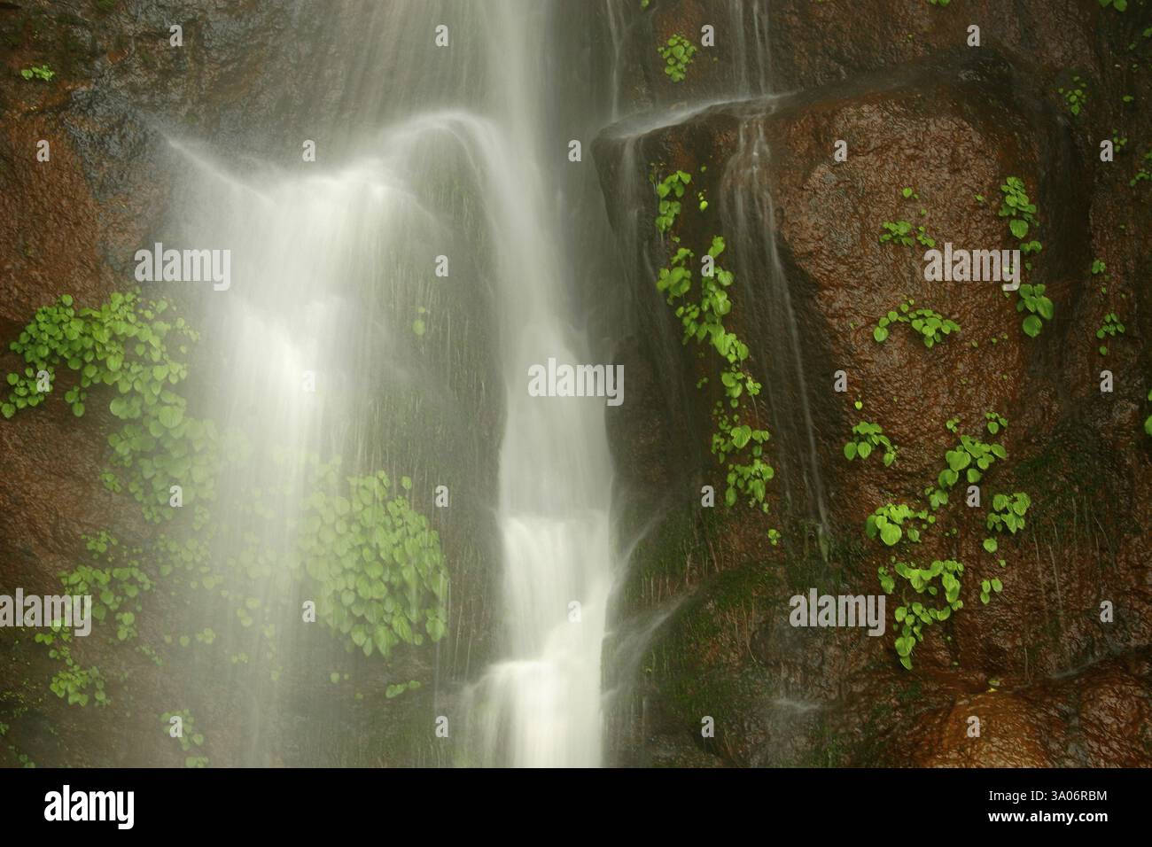 Natural beauty of cascading waterfall in monsoon fog, Mahableshwar ...