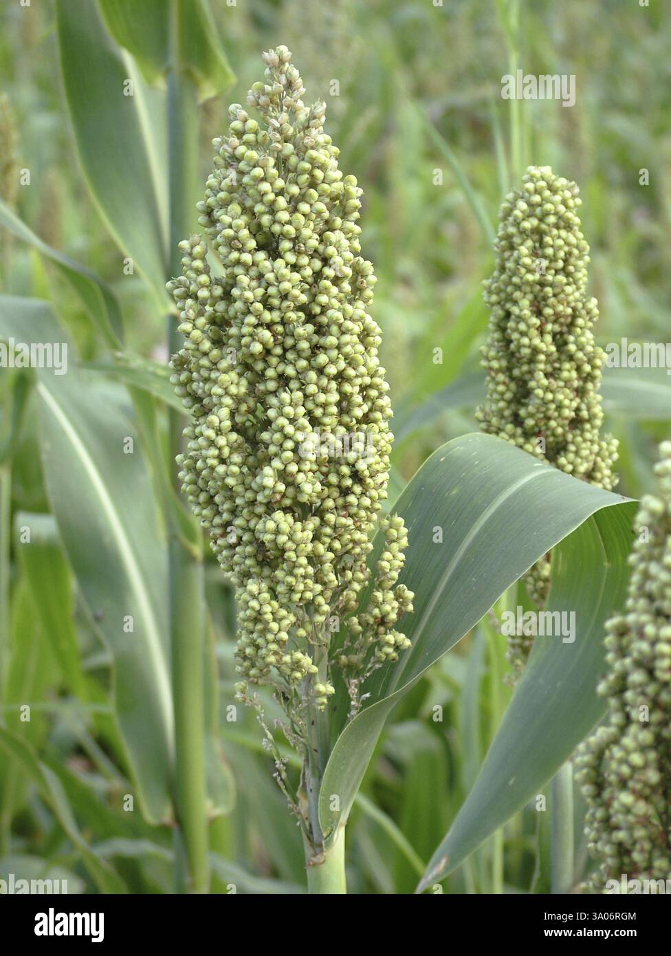 Field of Food Grain, Jawar Sorghum Stock Photo - Alamy