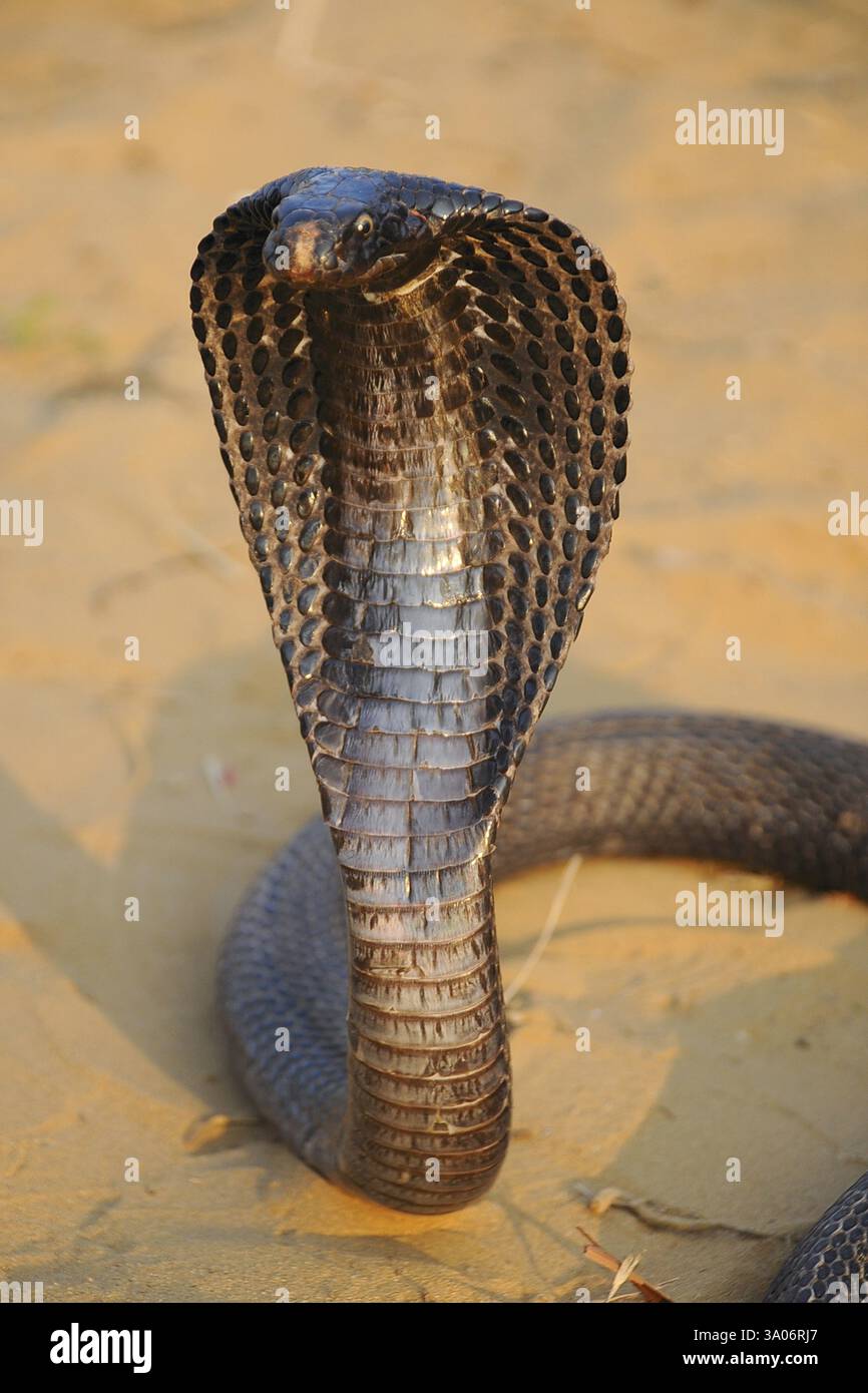 Reptiles, cobra in aggressive position, Pushkar, Rajasthan, India, Asia ...