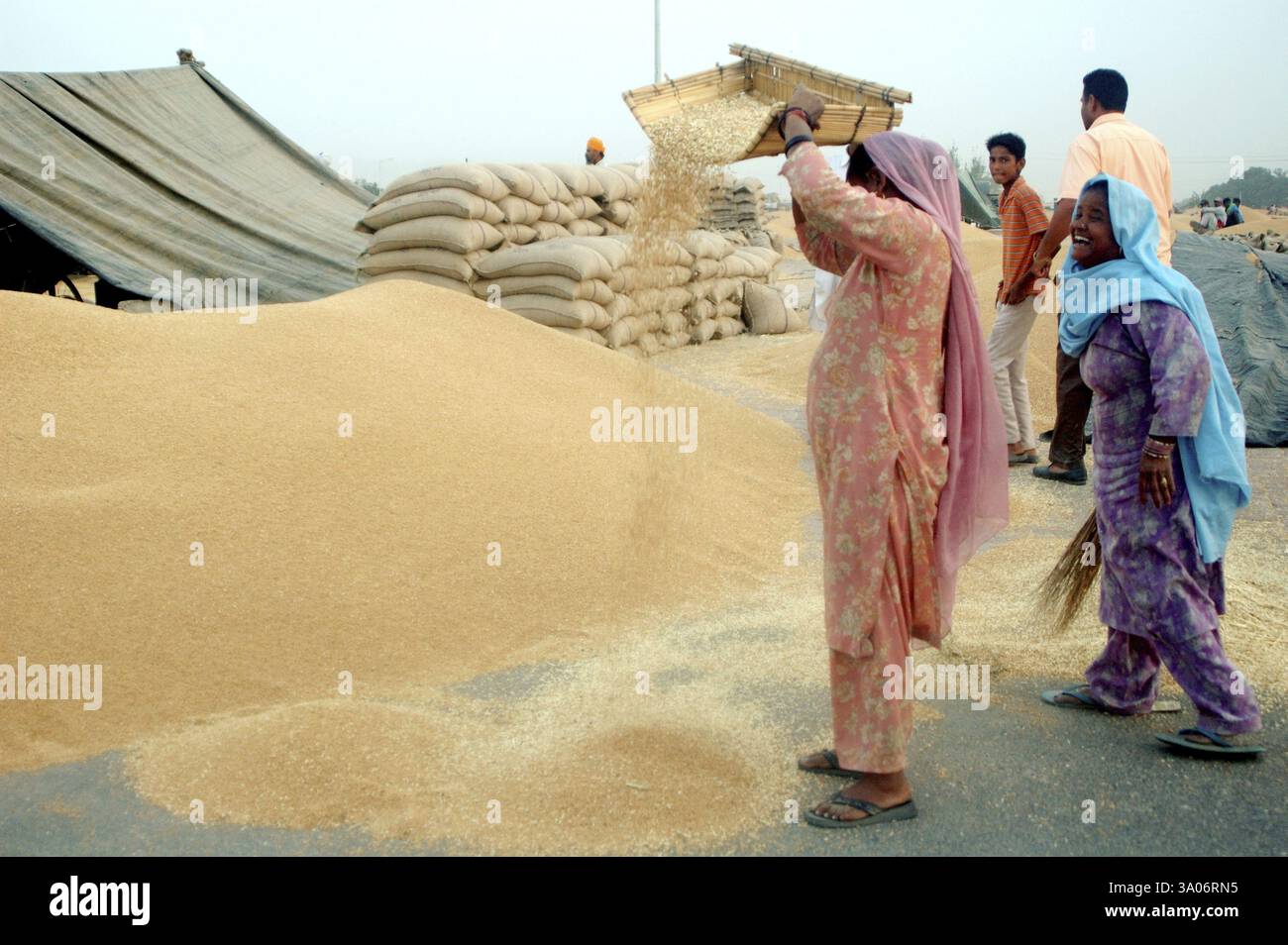 Wheat harvesting, Amritsar, Punjab, India, Asia Stock Photo - Alamy
