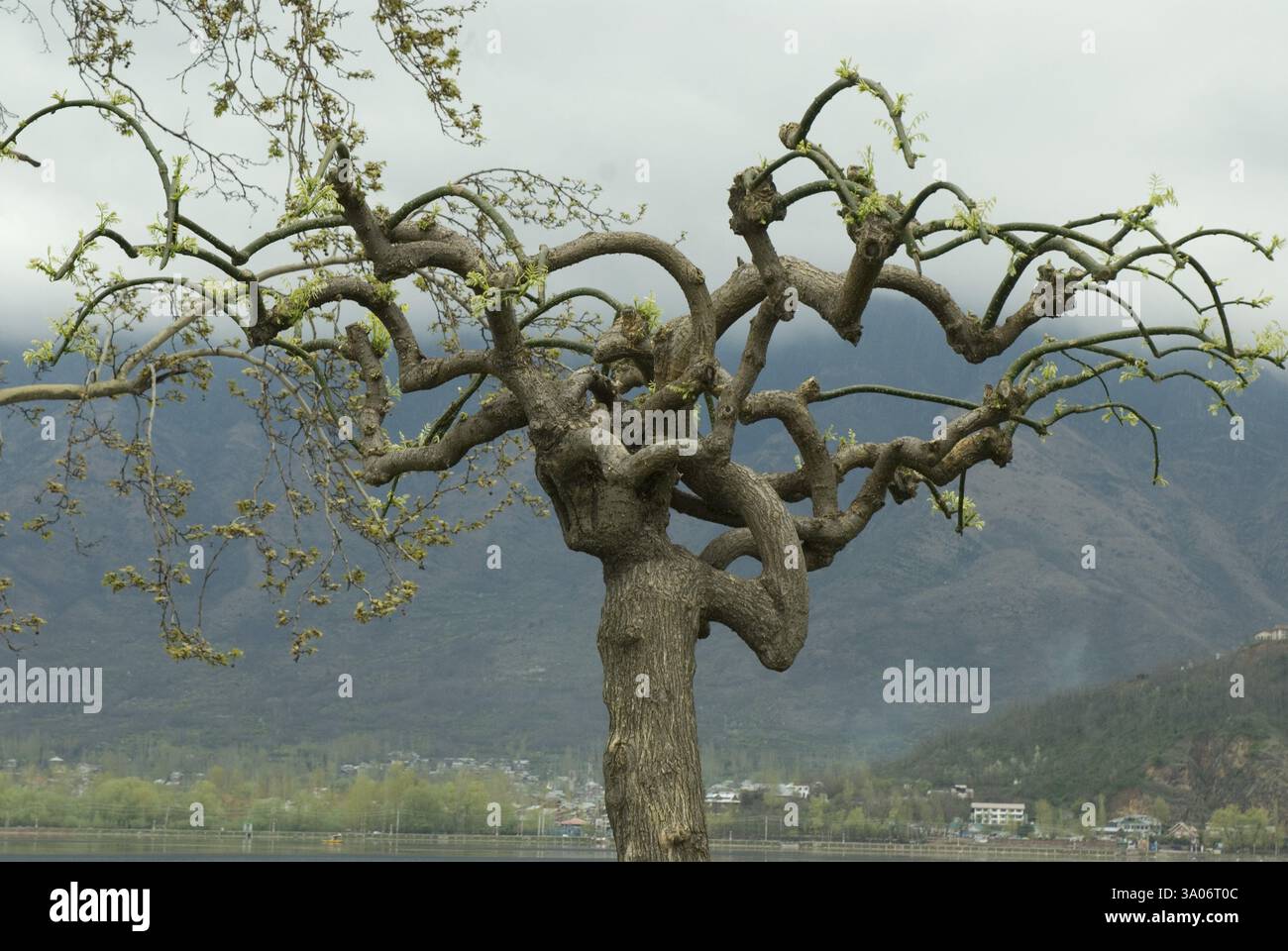Char Chinar Trees at Dal Lake Jammu and Kashmir India Asia Stock Photo ...