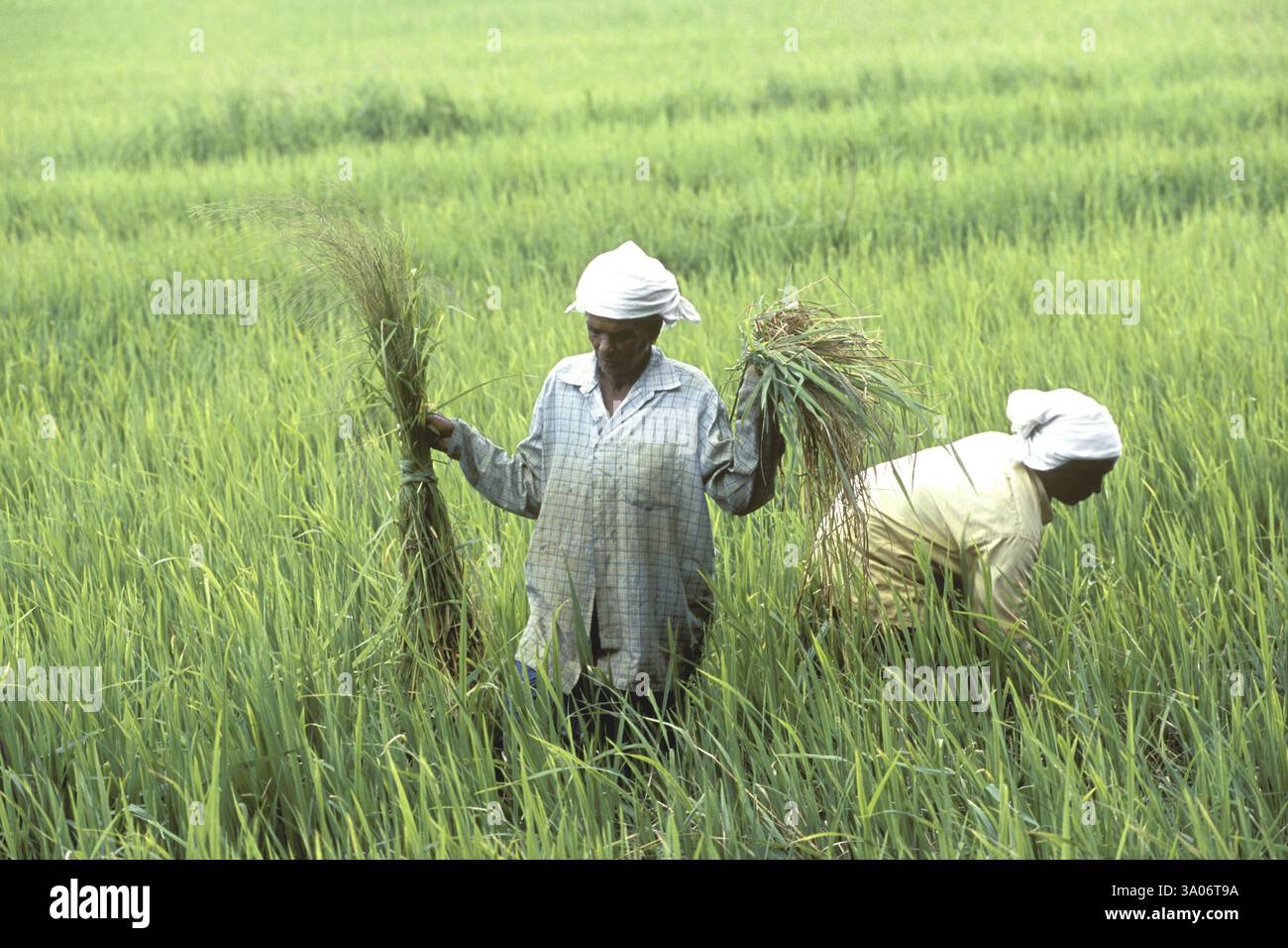 Rice field, Alappuzha Alleppey, Kerala, India NO MR Stock Photo - Alamy