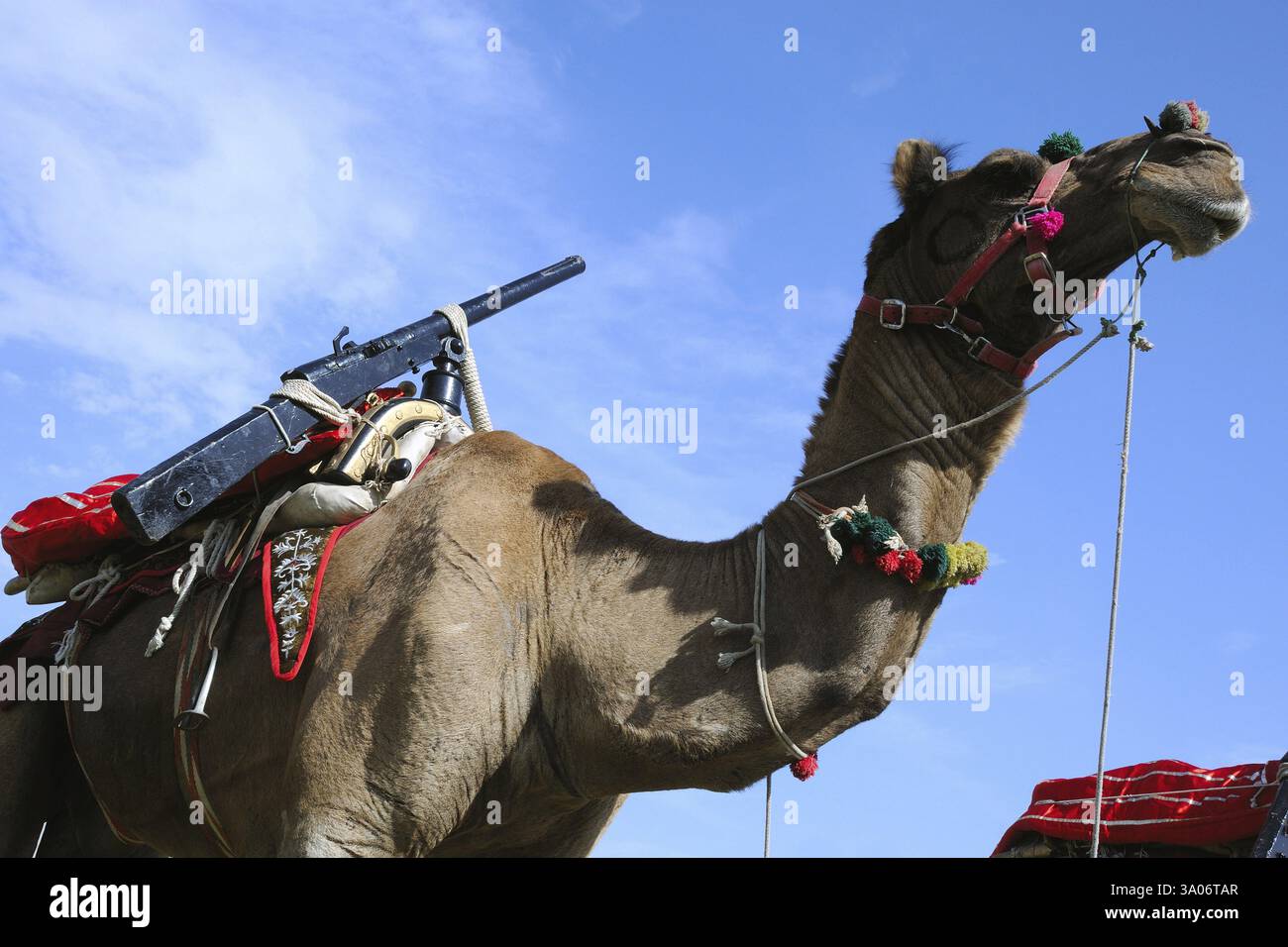 Gun camel hi-res stock photography and images - Alamy
