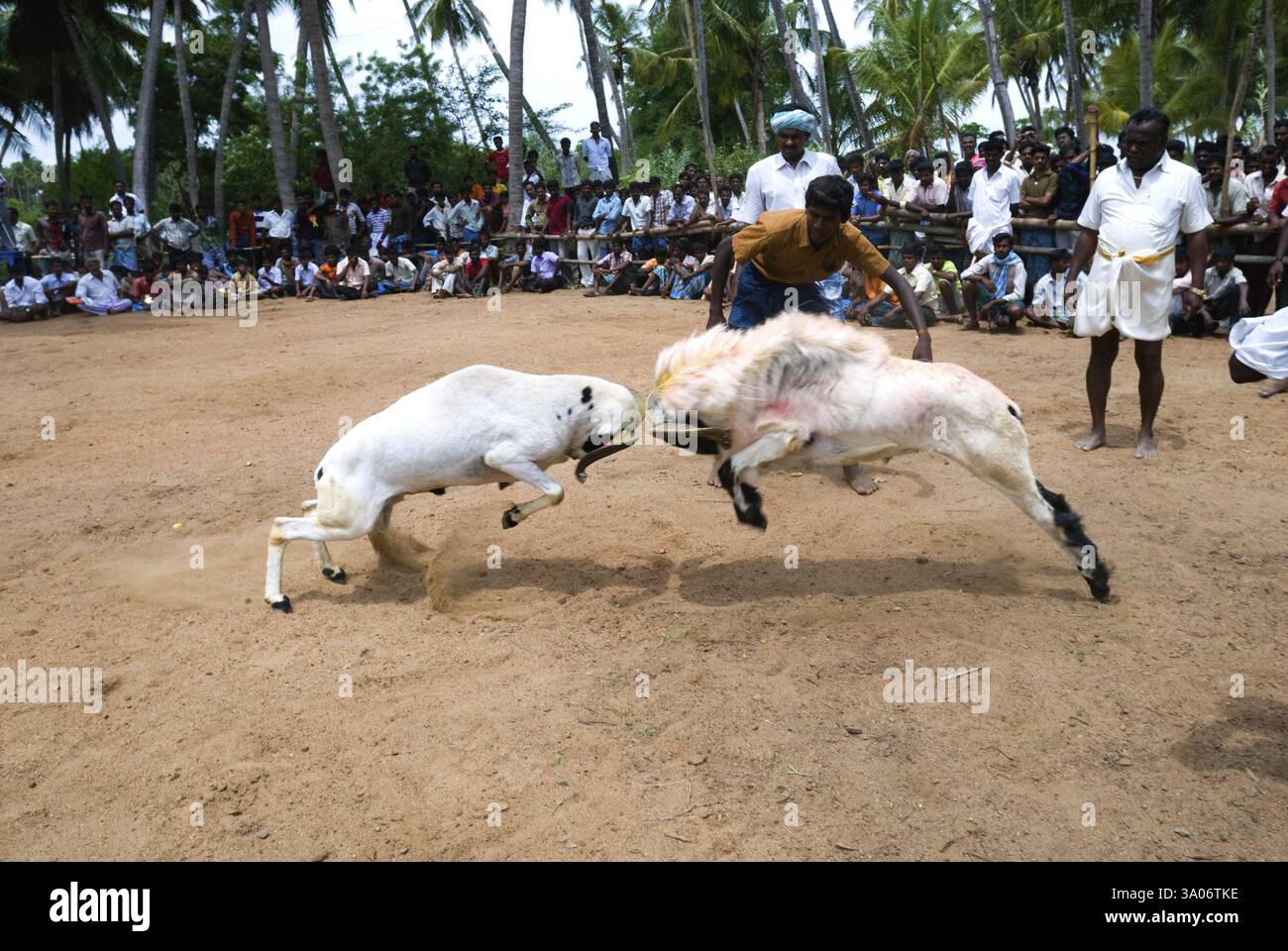 Fighting goats kidaai muttu, Madurai, Tamil Nadu, India, Asia Stock ...