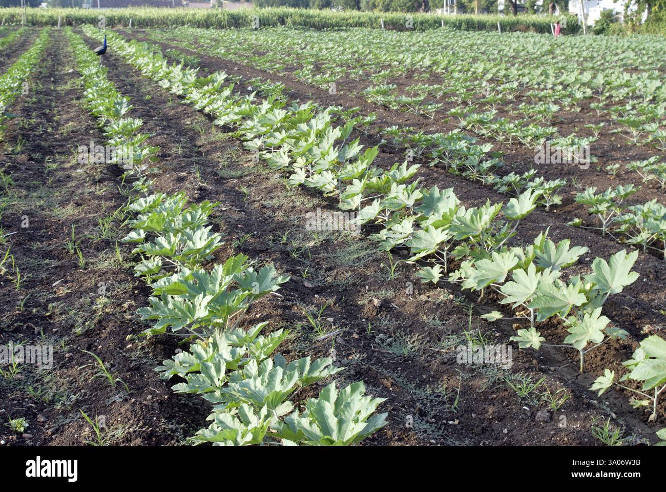 Amreli gujarat hi-res stock photography and images - Alamy