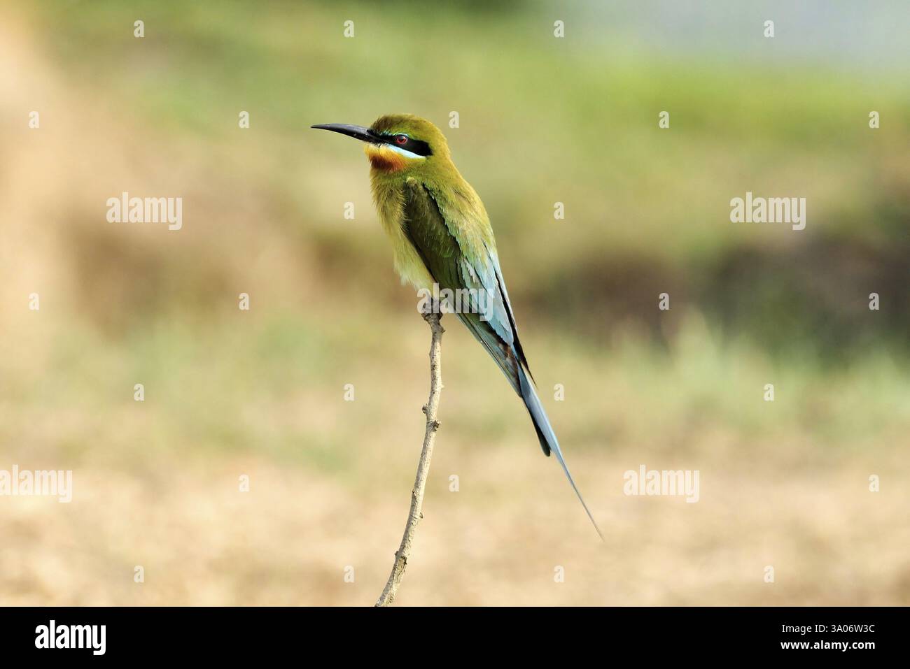 Blue backed blue tailed bee eater merops superciliosus philippinus Stock Photo - Alamy