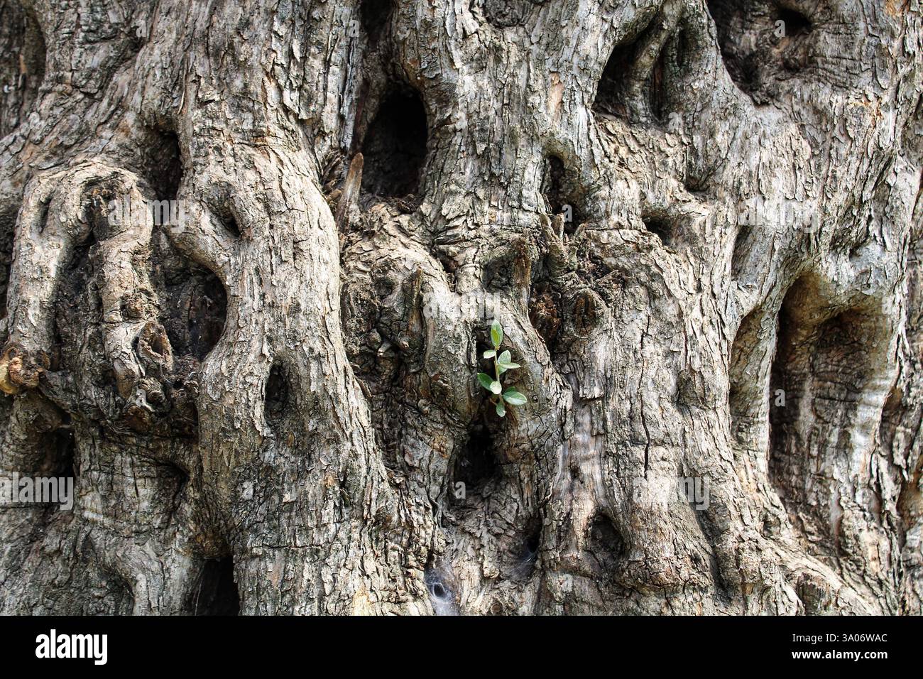 A close-up of a thick, gnarled olive tree trunk with deep grooves, featuring a small green leaf ...