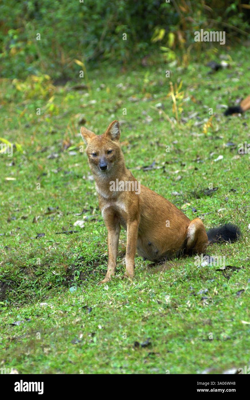 Wild dog female sitting position at Nagarhole national park, District ...
