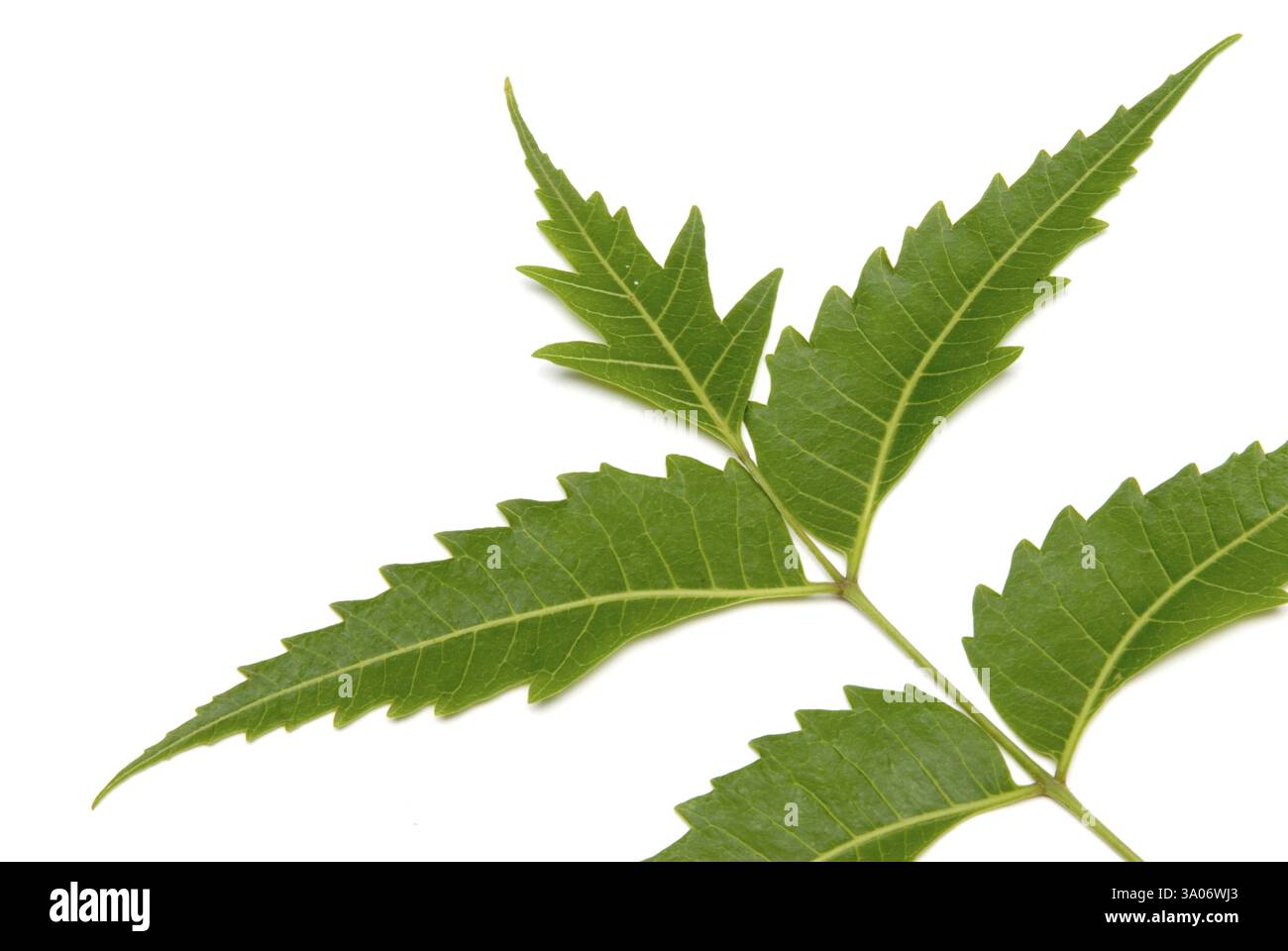 Margosa or neem azadirachta indica green leaves on white background ...