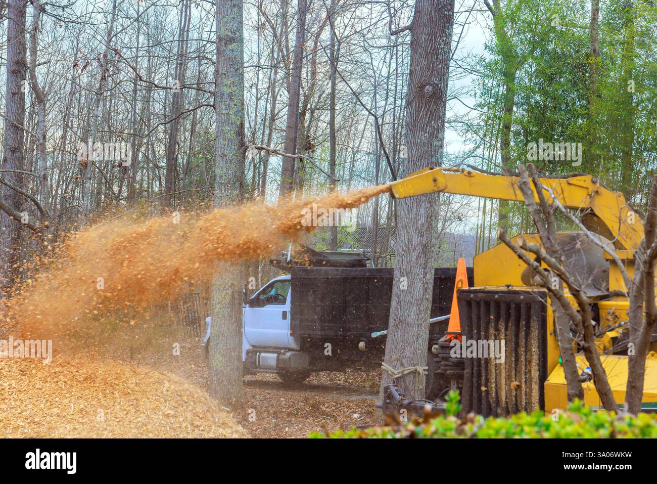 Workers use wood chipper to process tree debris while truck waits in ...