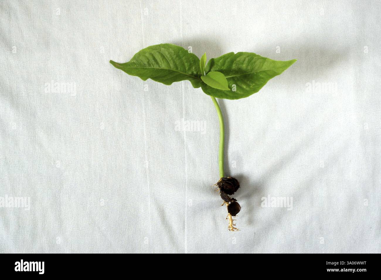 Green color Kailashpati plant just growing Stock Photo - Alamy