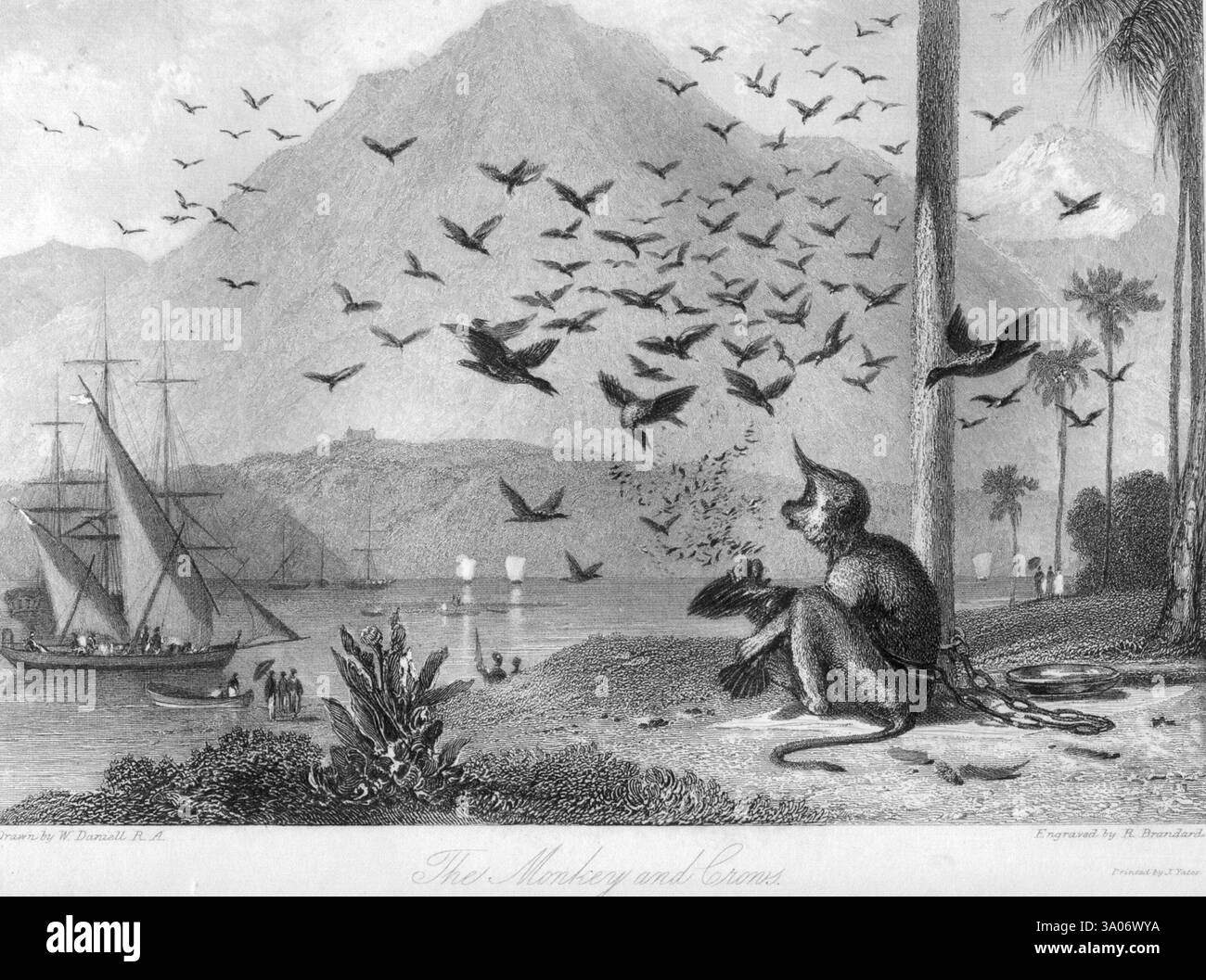 Monkey and crows, India, Asia Stock Photo - Alamy