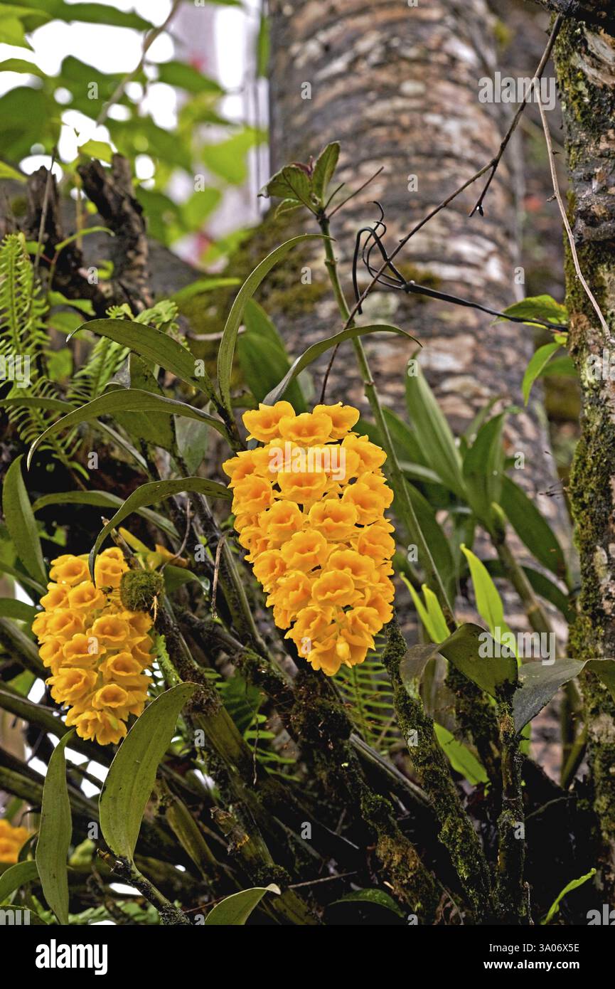Orchid, dendrobium densiflorum called pineapple orchids, Kalimpong ...