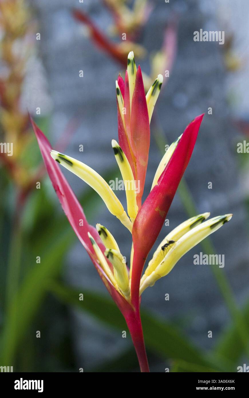 Heliconia psittacorum flower known parrot flowers, Kerala, India, Asia ...