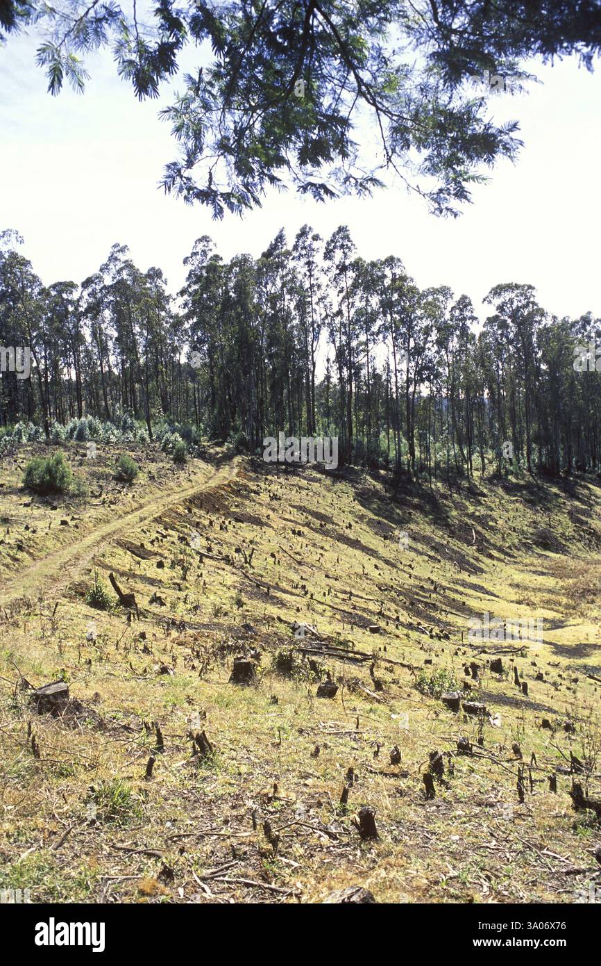 Deforestation in Nilgiris, Tamil Nadu, India, Asia Stock Photo - Alamy