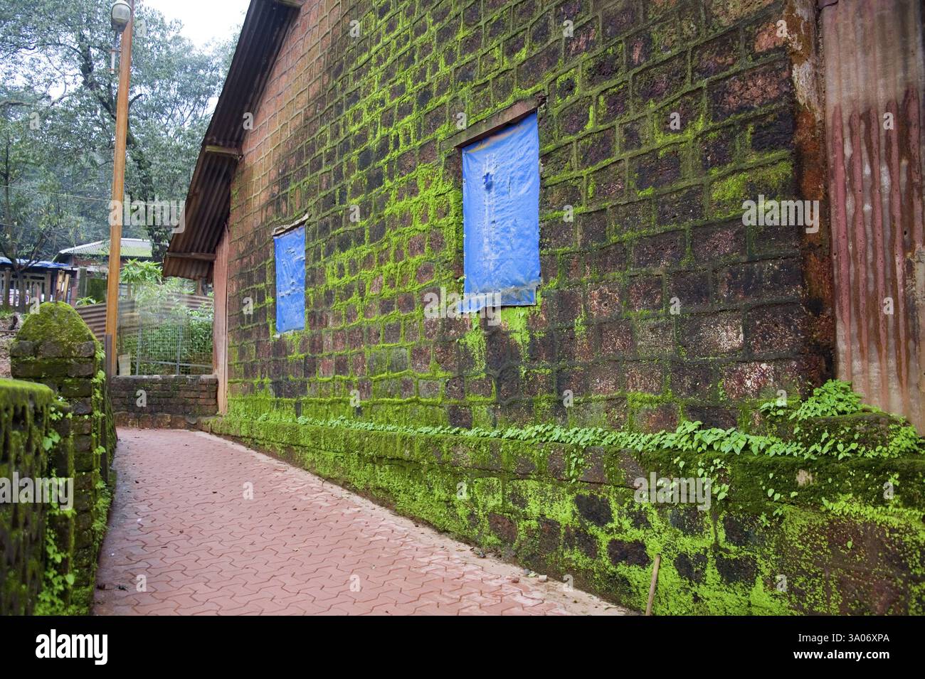 Monsoon, moisture, green moss on the wall of house with covered windows ...